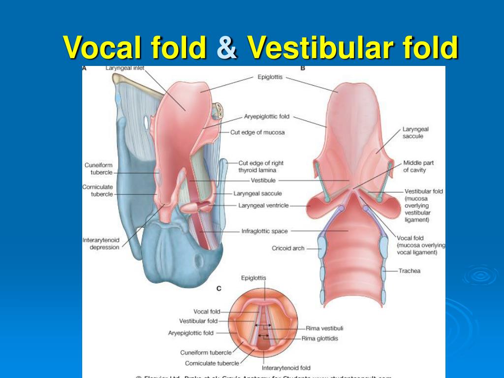 Ppt Larynx Powerpoint