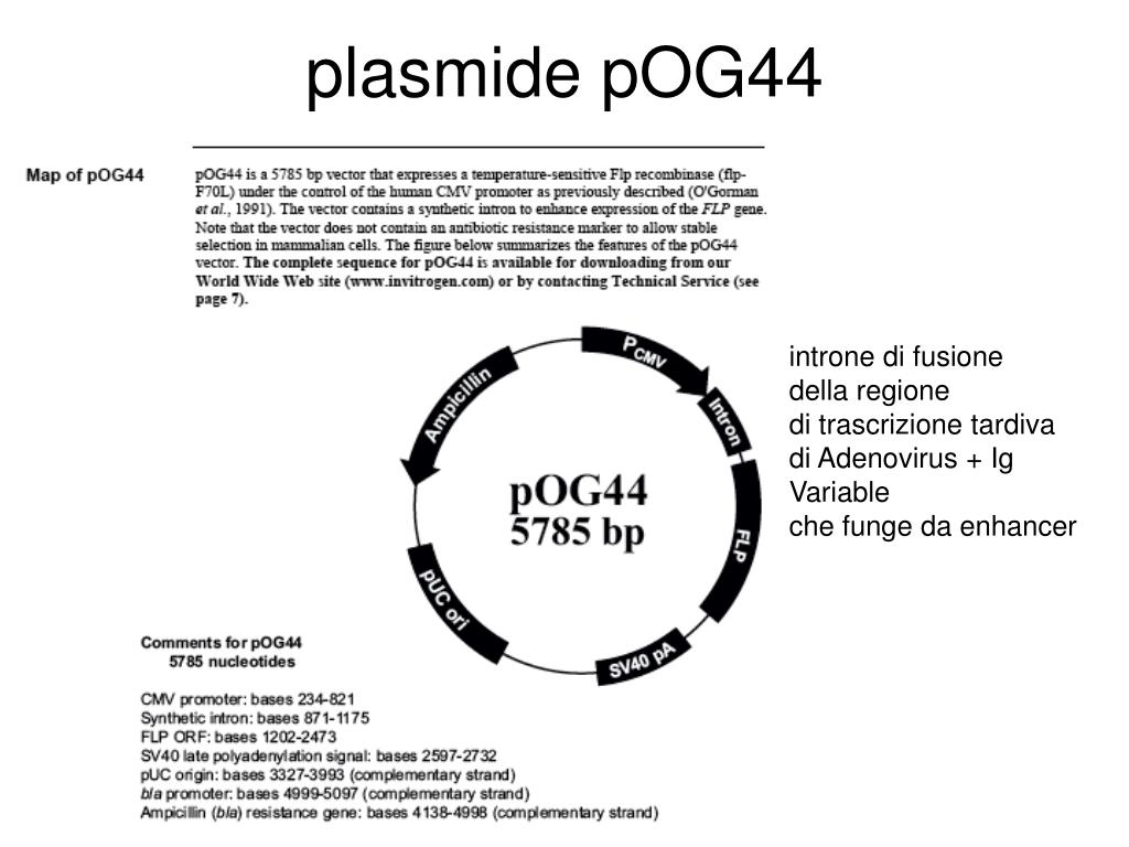 PPT - Lezione 5-6 martedì 16 Marzo 2010 PowerPoint Presentation, free ...
