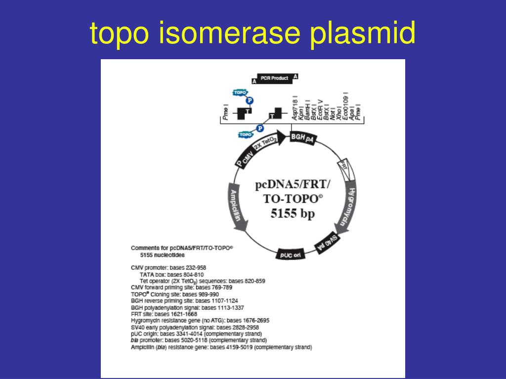 PPT - Lezione 5-6 martedì 16 Marzo 2010 PowerPoint Presentation, free ...