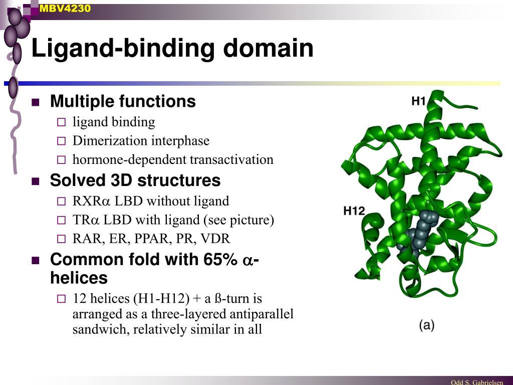 PPT - The super-family of nuclear receptors PowerPoint Presentation ...