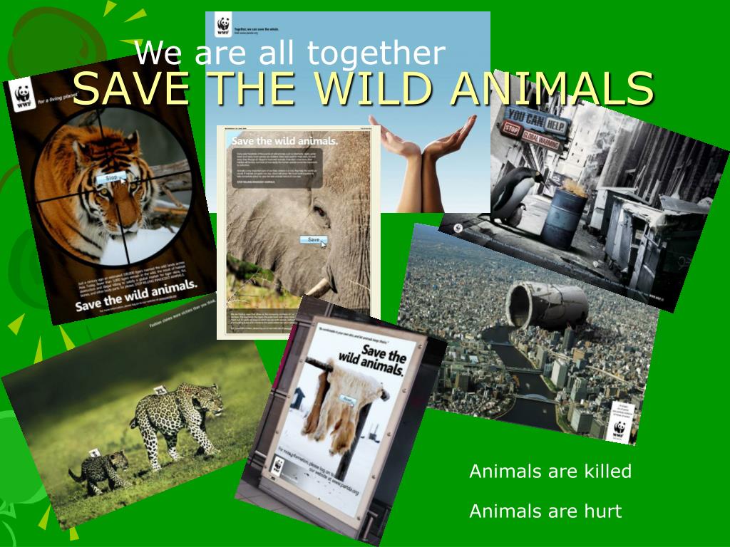 PPT - TAKING CARE OF THE WILD ANIMALS IS EVERYBODIES BUSINES PowerPoint ...