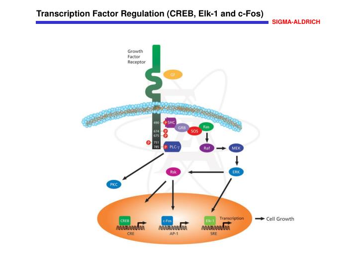 PPT - Transcription Factor Regulation (CREB, Elk-1 and c-Fos ...