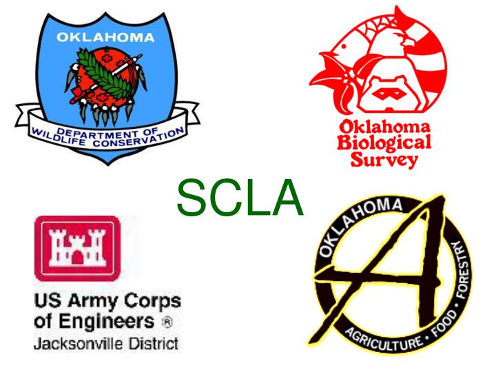 PPT - SCLA PowerPoint Presentation, free download - ID:3369474