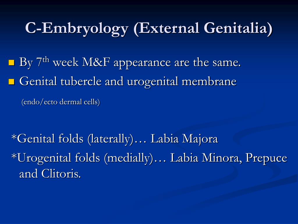 PPT - Female Embryology, Anatomy and Histology PowerPoint Presentation ...