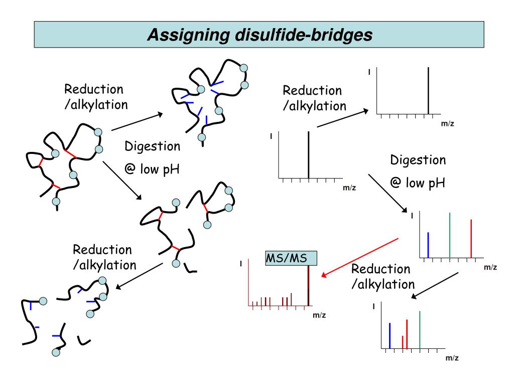 PPT - Post-translational modifications PowerPoint Presentation, free ... PPT - Post-translational modifications PowerPoint Presentation, free ...