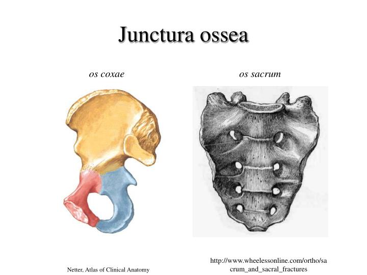 PPT - General arthrology PowerPoint Presentation - ID:3371479