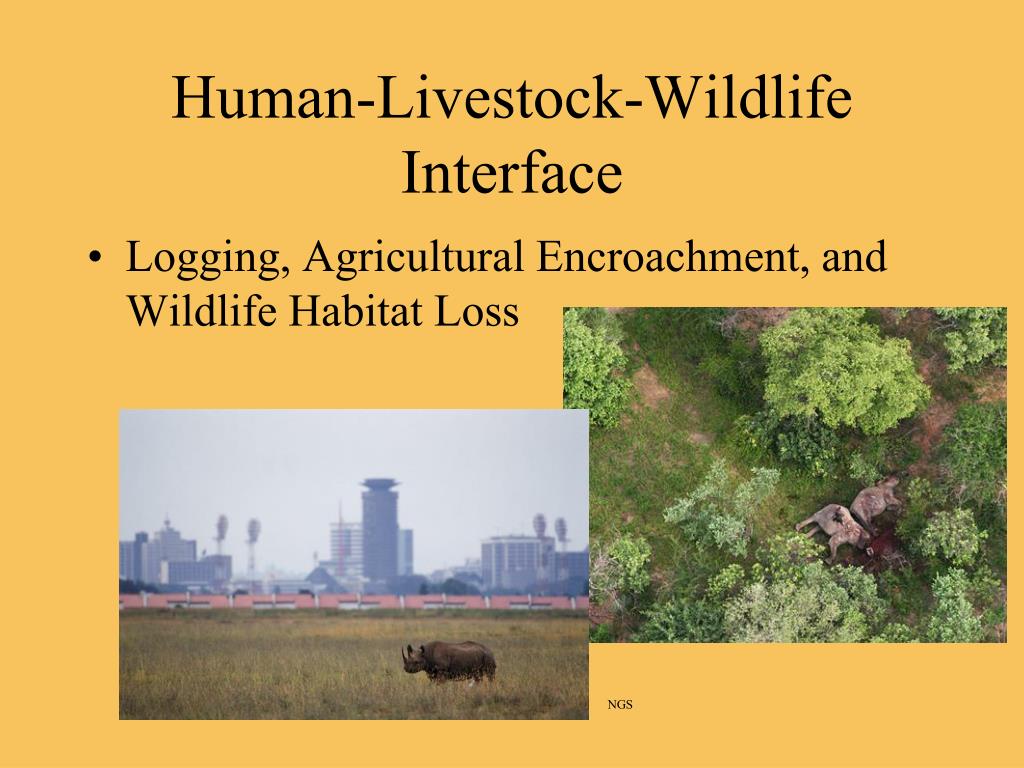 PPT - Emerging Infectious Disease, Zoonoses and the Human-Livestock ...
