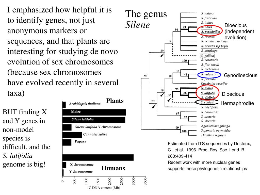 Ppt The Evolution Of Sex Chromosomes Similarities And Differences