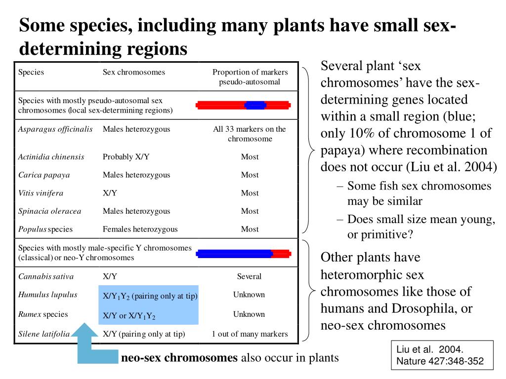 PPT - The evolution of sex chromosomes: similarities and differences ...