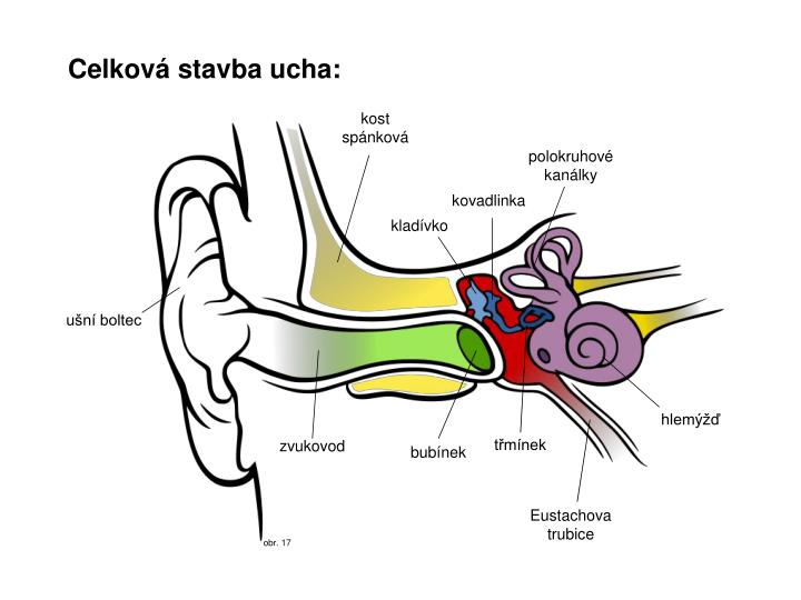 PPT - Smyslové orgány 1 PowerPoint Presentation - ID:3373973