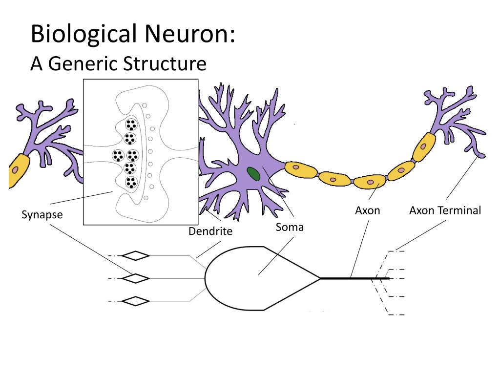 PPT - Clustering using Spiking Neural Networks PowerPoint Presentation ... PPT - Clustering using Spiking Neural Networks PowerPoint Presentation ...