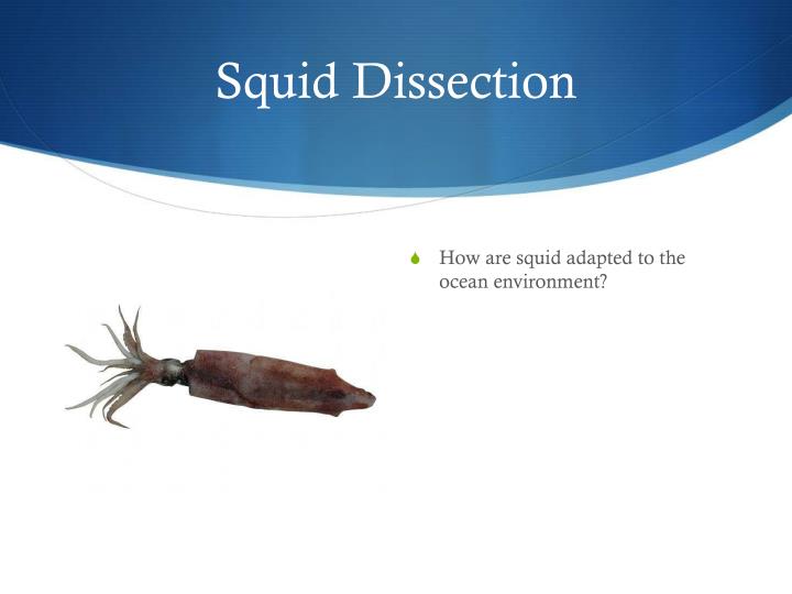 PPT - Squid Dissection PowerPoint Presentation, free download - ID:3374590