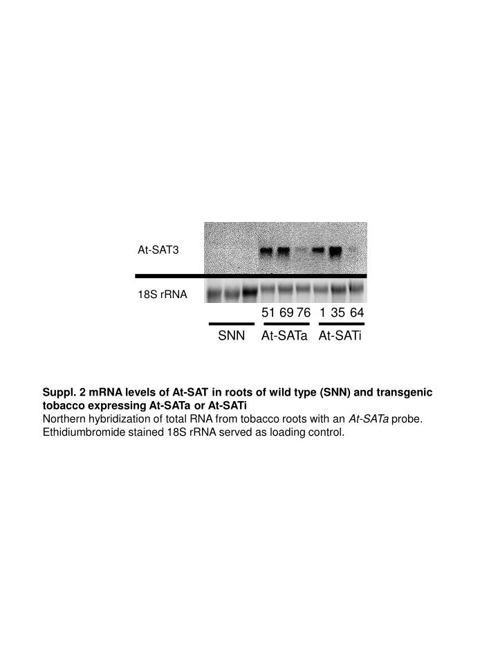 PPT - 18S rRNA PowerPoint Presentation, free download - ID:3374694