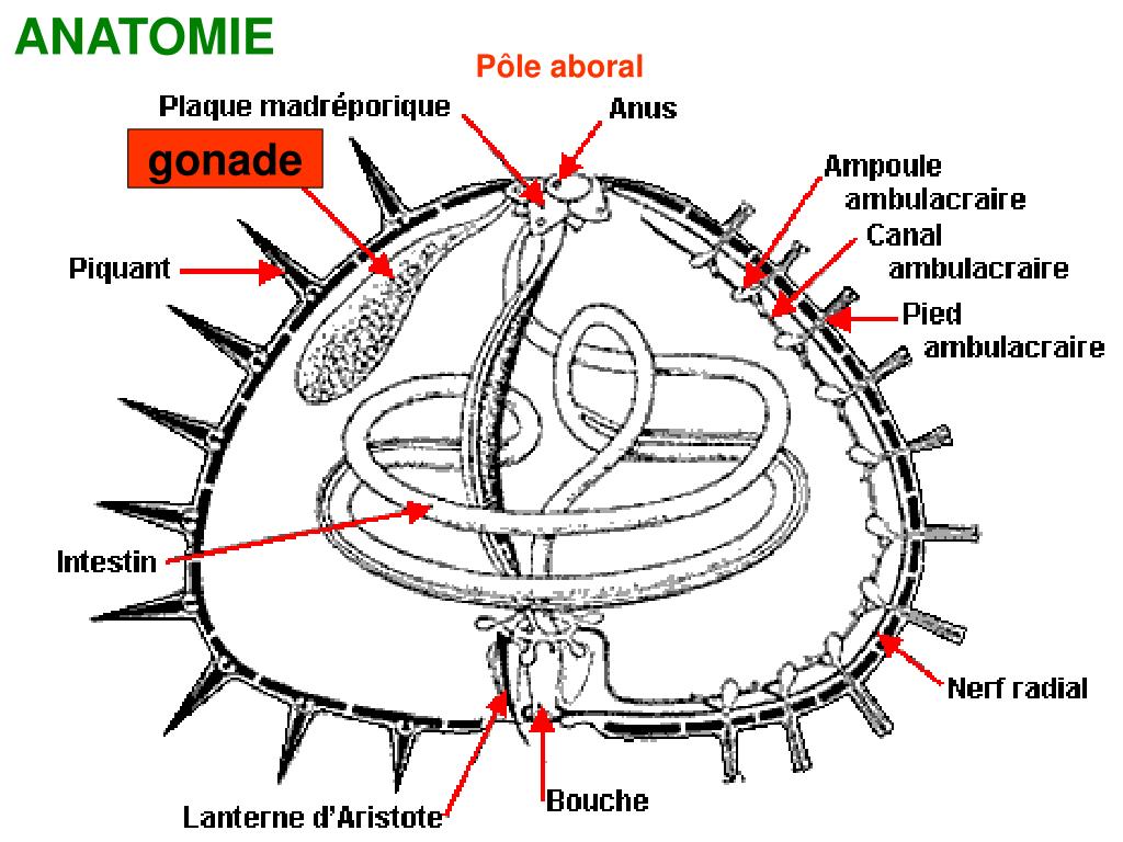 PPT - Activité 1 Comment se déroule la reproduction sexuée chez l ...