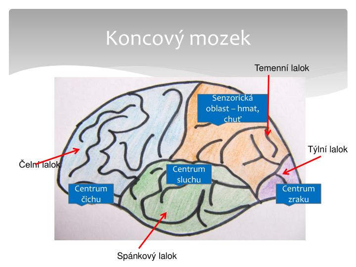 PPT - Mozek a mícha PowerPoint Presentation - ID:3375342