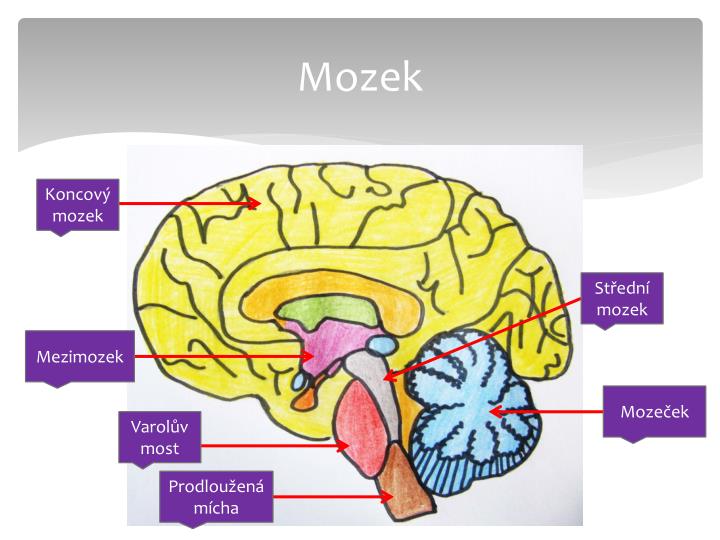 PPT - Mozek a mícha PowerPoint Presentation - ID:3375342