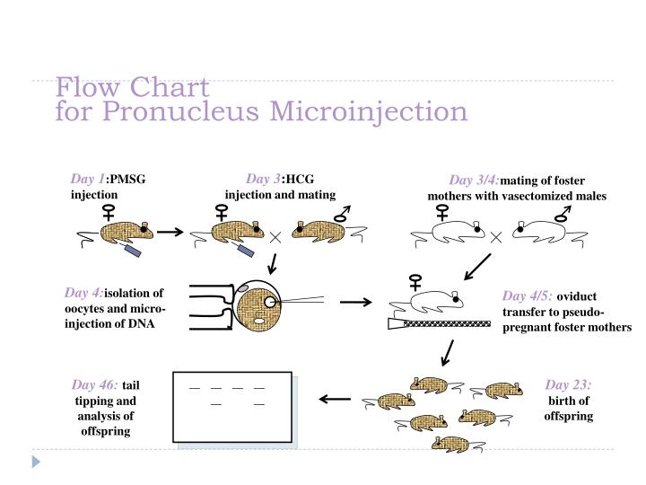 PPT - Generation of Transgenic Mice PowerPoint Presentation - ID:3376351