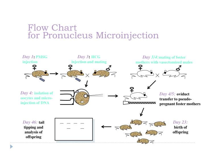 PPT - Generation of Transgenic Mice PowerPoint Presentation - ID:3376351