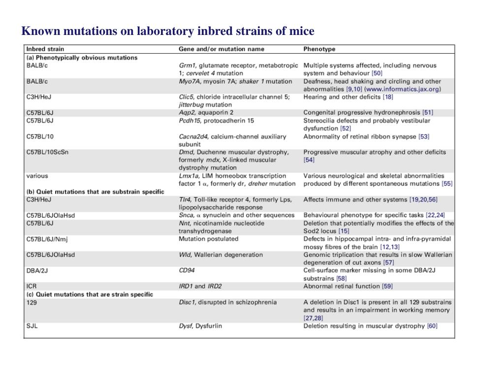 PPT - Substrain Abbreviations 129 129 strains AK AKR strains B C57BL B6 ...