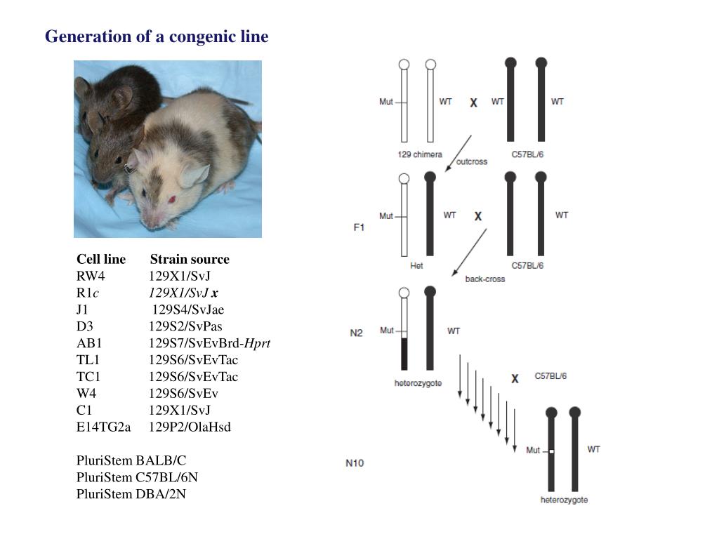 PPT - Substrain Abbreviations 129 129 strains AK AKR strains B C57BL B6 ...