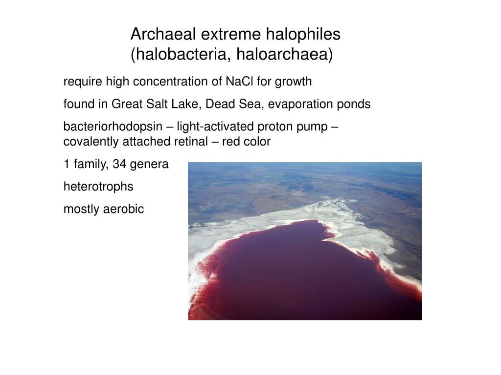PPT - Archaeal extreme halophiles (halobacteria, haloarchaea ...
