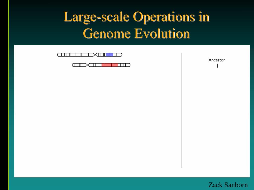 PPT - The Human Genome Project and 100 Million Years of Human Evolution ...