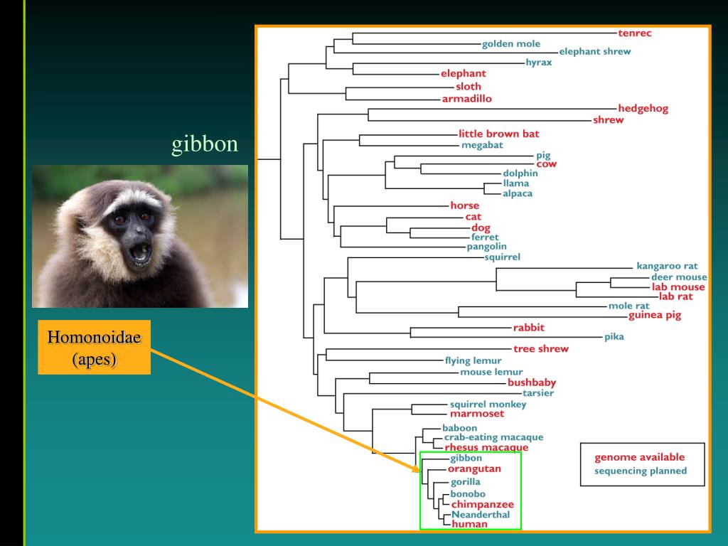 PPT - The Human Genome Project and 100 Million Years of Human Evolution ...