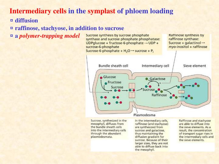 PPT - Phloem loading: Sink/ source vs. Productivity PowerPoint ...