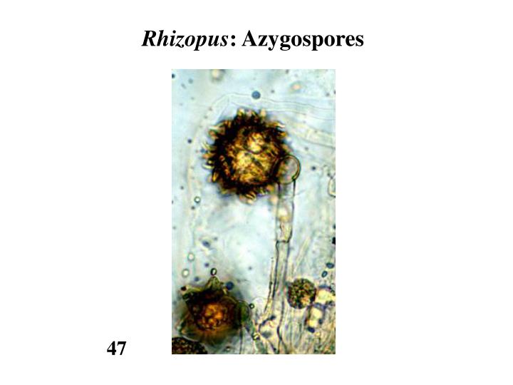 PPT - ZYGOMYCETES PowerPoint Presentation - ID:3378517