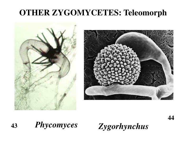 PPT - ZYGOMYCETES PowerPoint Presentation - ID:3378517