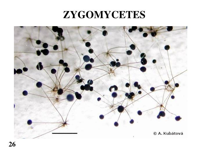 PPT - ZYGOMYCETES PowerPoint Presentation - ID:3378517