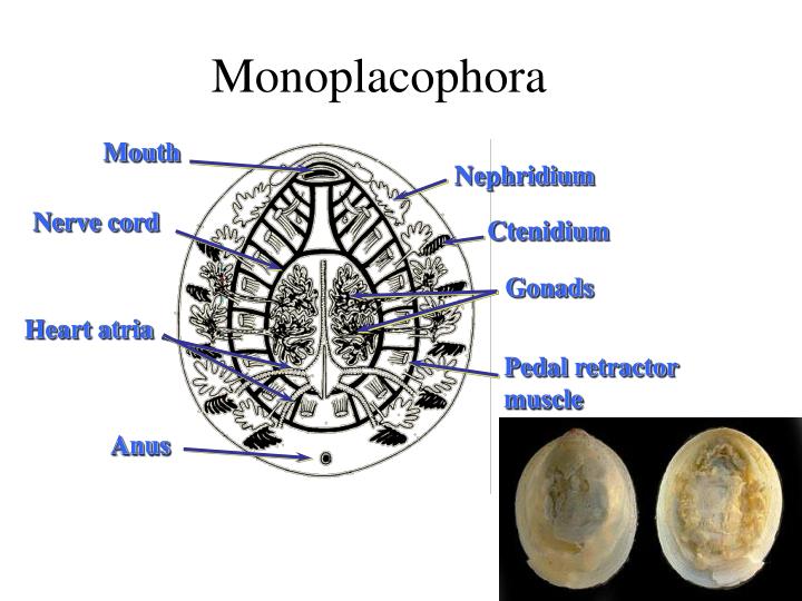 PPT - Phylum. Mollusca Class. Aplacophora √ Class. Polyplacophora √ ...