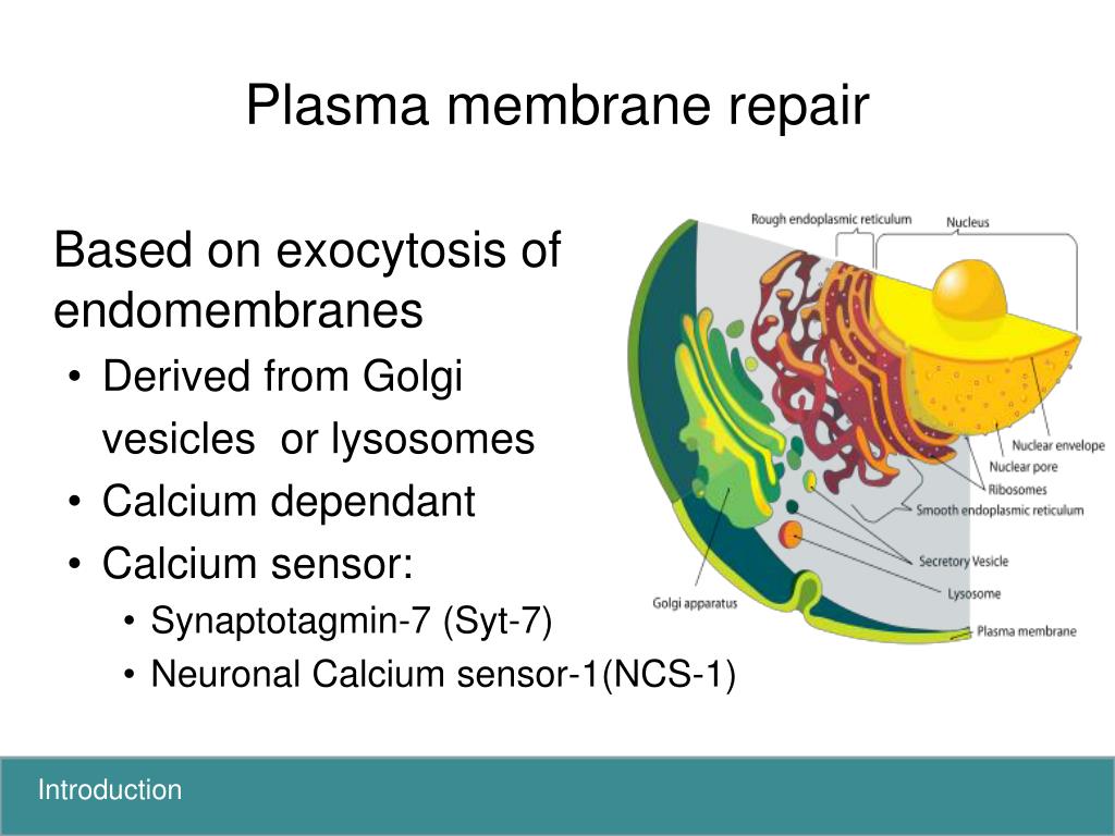 PPT - Mycobacterium tuberculosis evades macrophage defenses by ...