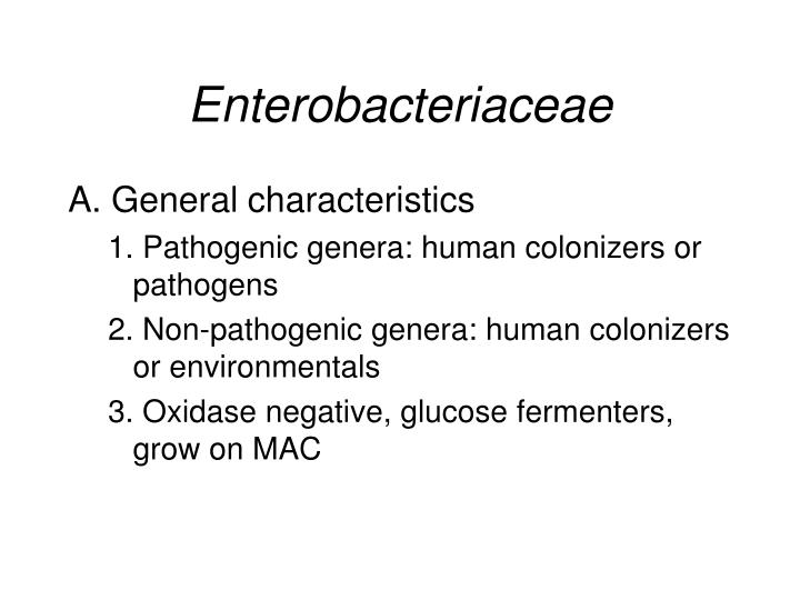 PPT - Enterobacteriaceae PowerPoint Presentation, free download - ID ...