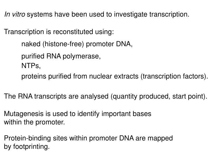 PPT - In vitro systems have been used to investigate transcription ...