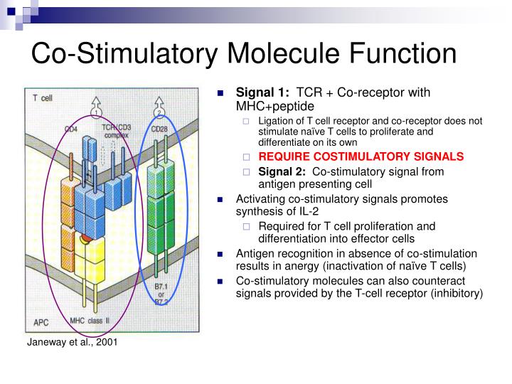 PPT - Jackson G. Egen and James P. Allison PowerPoint Presentation - ID ...