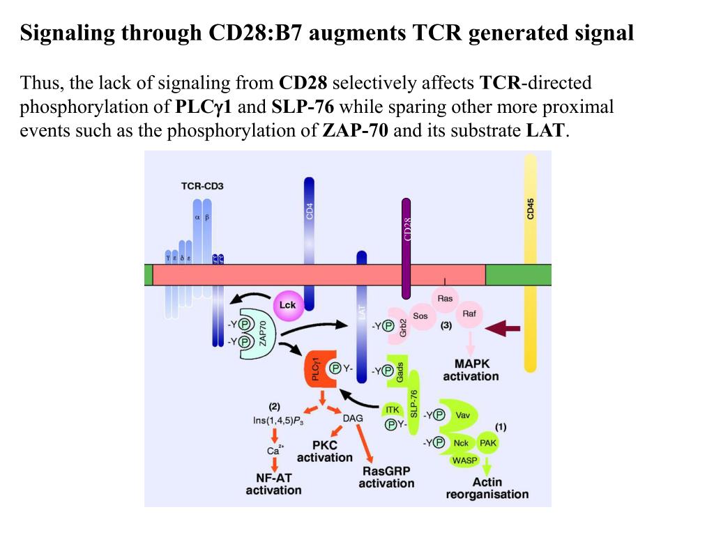 PPT - Understanding T Cell Activation and Costimulation: IL-2 ...