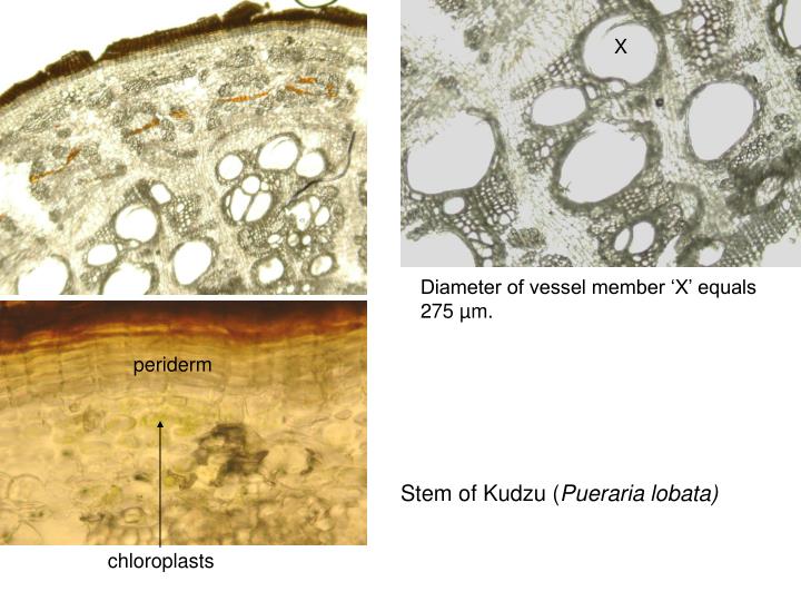 PPT - chloroplasts PowerPoint Presentation, free download - ID:3379467