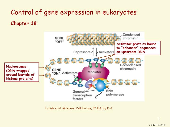 PPT - Control of gene expression in eukaryotes PowerPoint Presentation ...