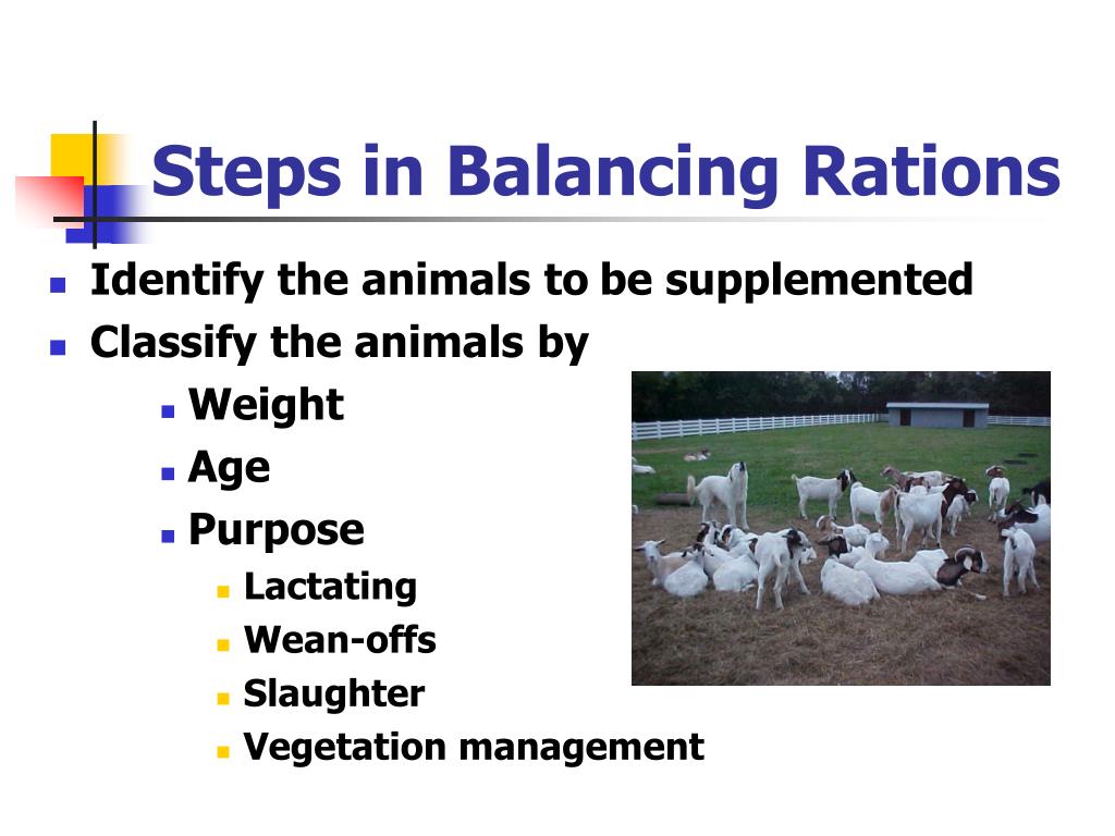 PPT - Tennessee Master Meat Goat Producer PowerPoint Presentation, free ...