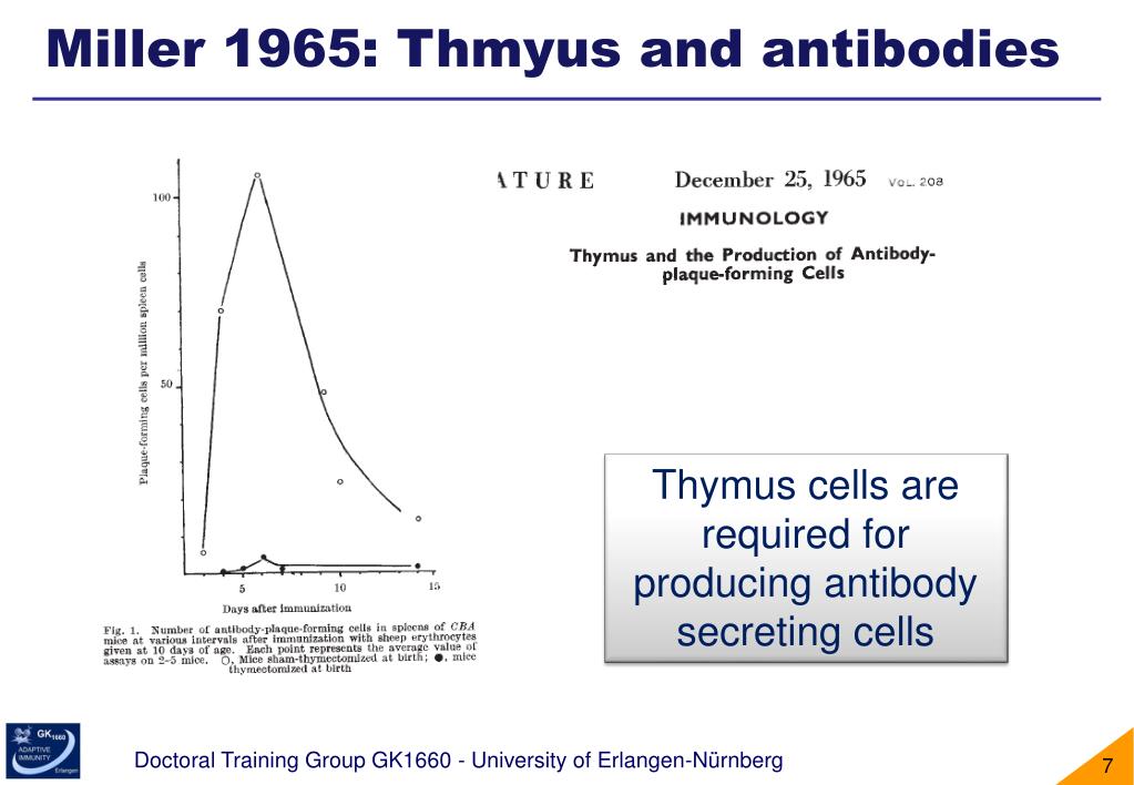 PPT - Hans-Martin Jäck Division of Molecular Immunology Dept. Of ...