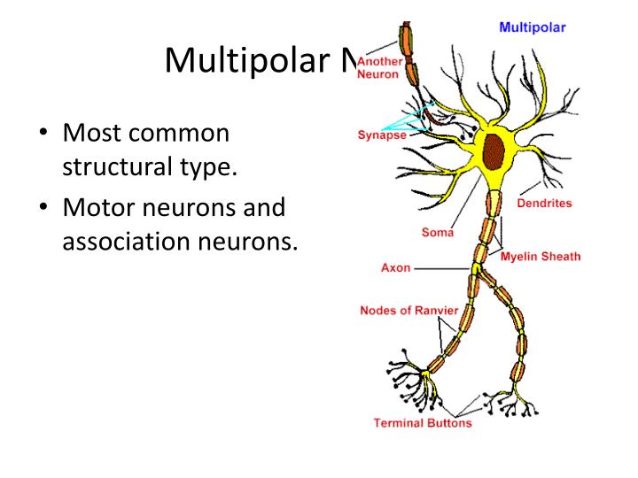 PPT - Neurons PowerPoint Presentation - ID:3380444