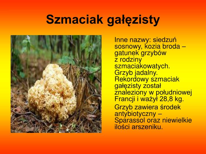 PPT - Grzyby PowerPoint Presentation - ID:3380648