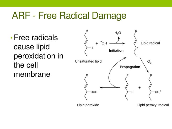 PPT - Rhabdomyolysis PowerPoint Presentation - ID:3380848