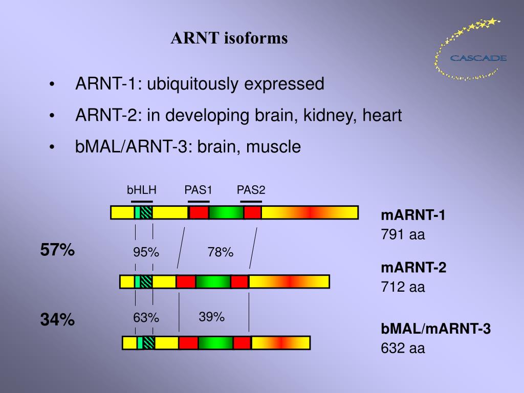 PPT - The bHLH-PAS protein ARNT - effects on ER signalling PowerPoint ...