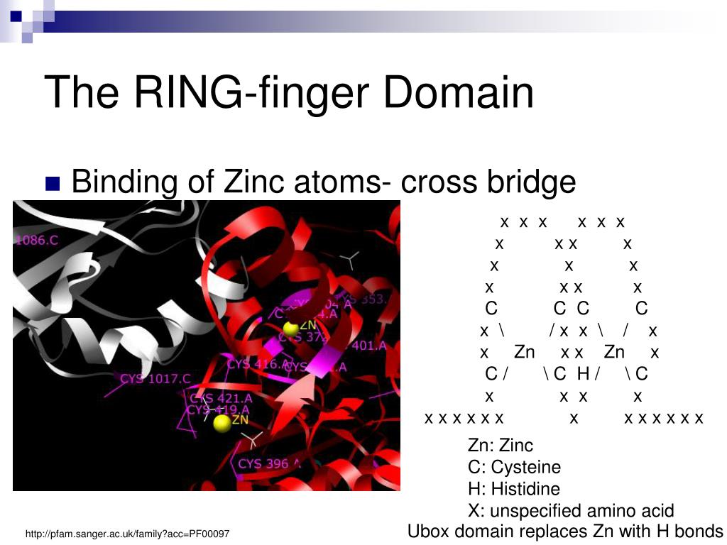 PPT - Ubiquitin Protein Ligase E3 PowerPoint Presentation, free ...