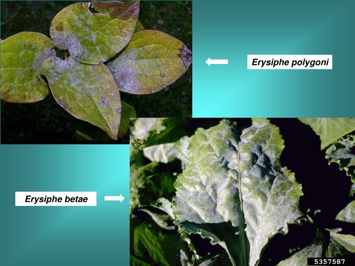 PPT - SISTEMATIKA GLJIVA(Fungi) PowerPoint Presentation - ID:3381702