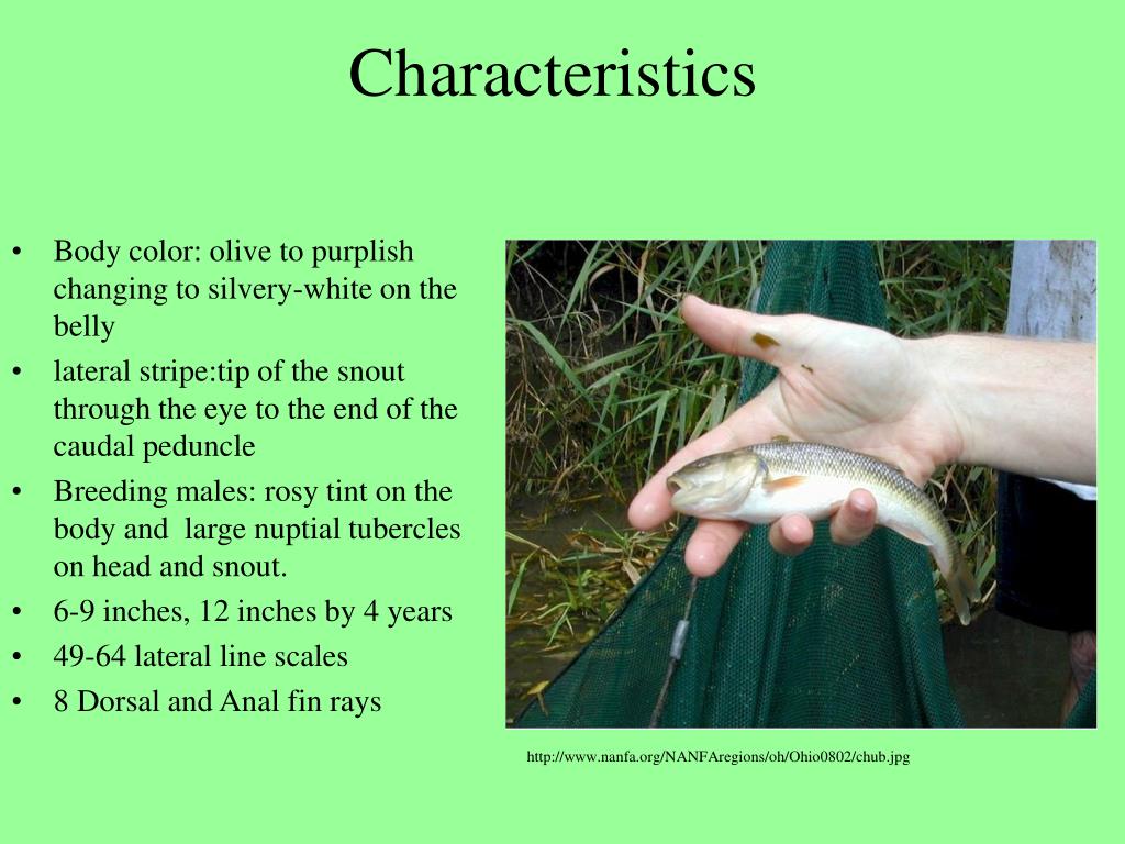 PPT - Family: Cyprinidae Matt Wells PowerPoint Presentation, free ...