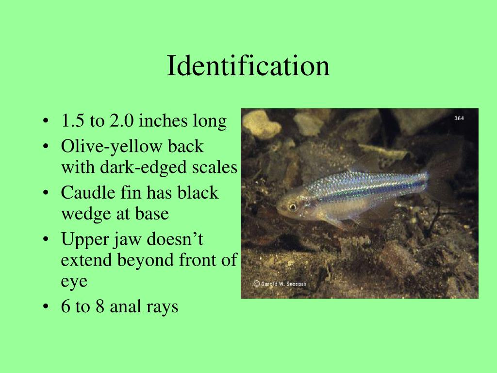 PPT - Family: Cyprinidae Matt Wells PowerPoint Presentation, free ...