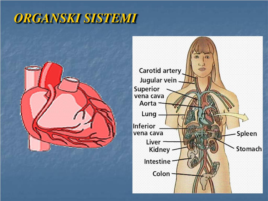 PPT - INSTITUT ZA MEDICINSKA I EKSPERIMENTALNA FIZIOLOGIJA SO ...